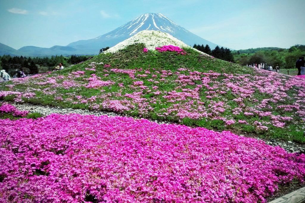 Lautan Bunga Pink dengan View Gunung Fuji di Fuji Shibazakura Festival ...