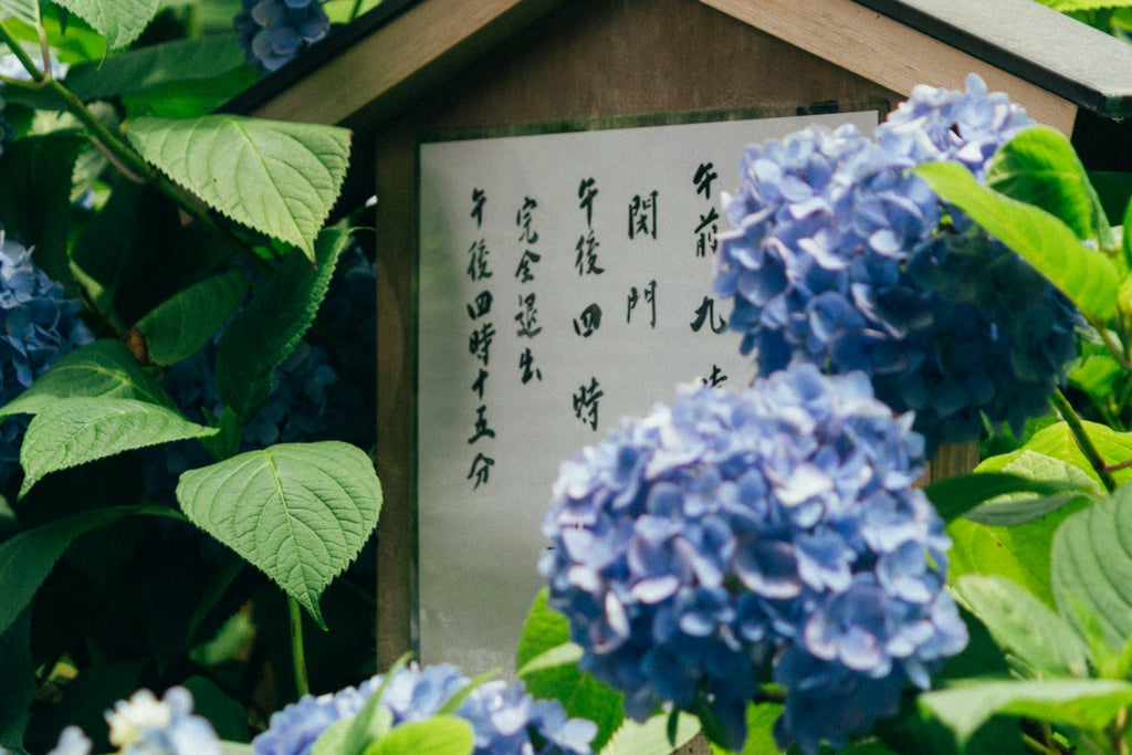 Bukan Hanya Sakura! Ini Ragam Jenis Bunga di Jepang Berdasarkan Musim ...