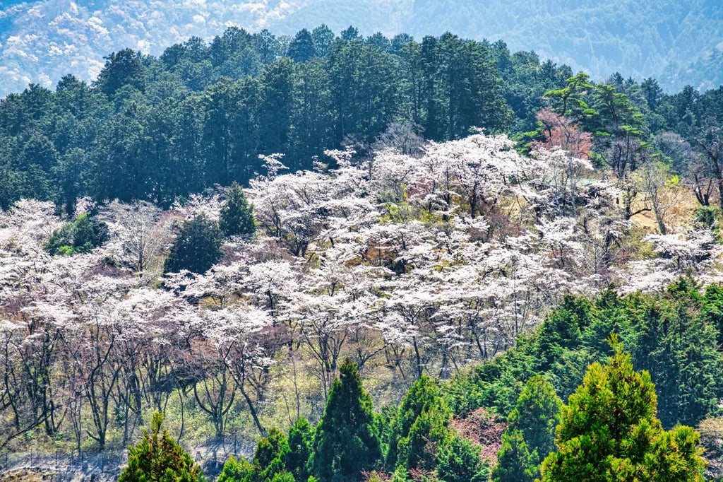 Pesona Mount Takao Saat Musim Semi, Spot Hanami Dekat Pusat Kota Tokyo ...