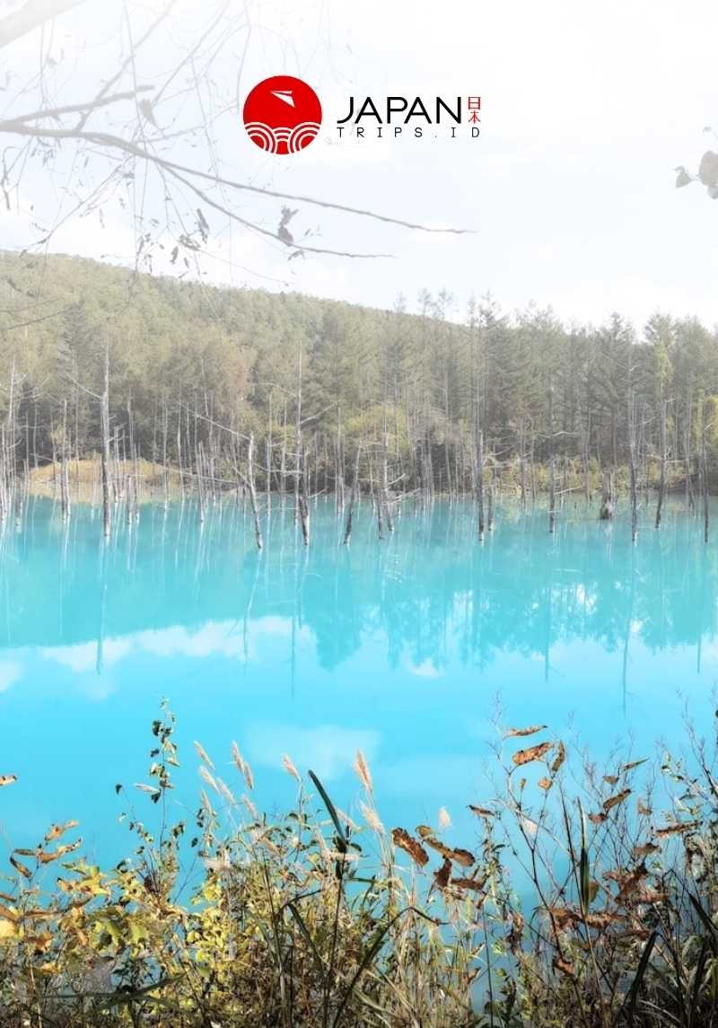 Hokkaido Furano Day Tour – japanlives