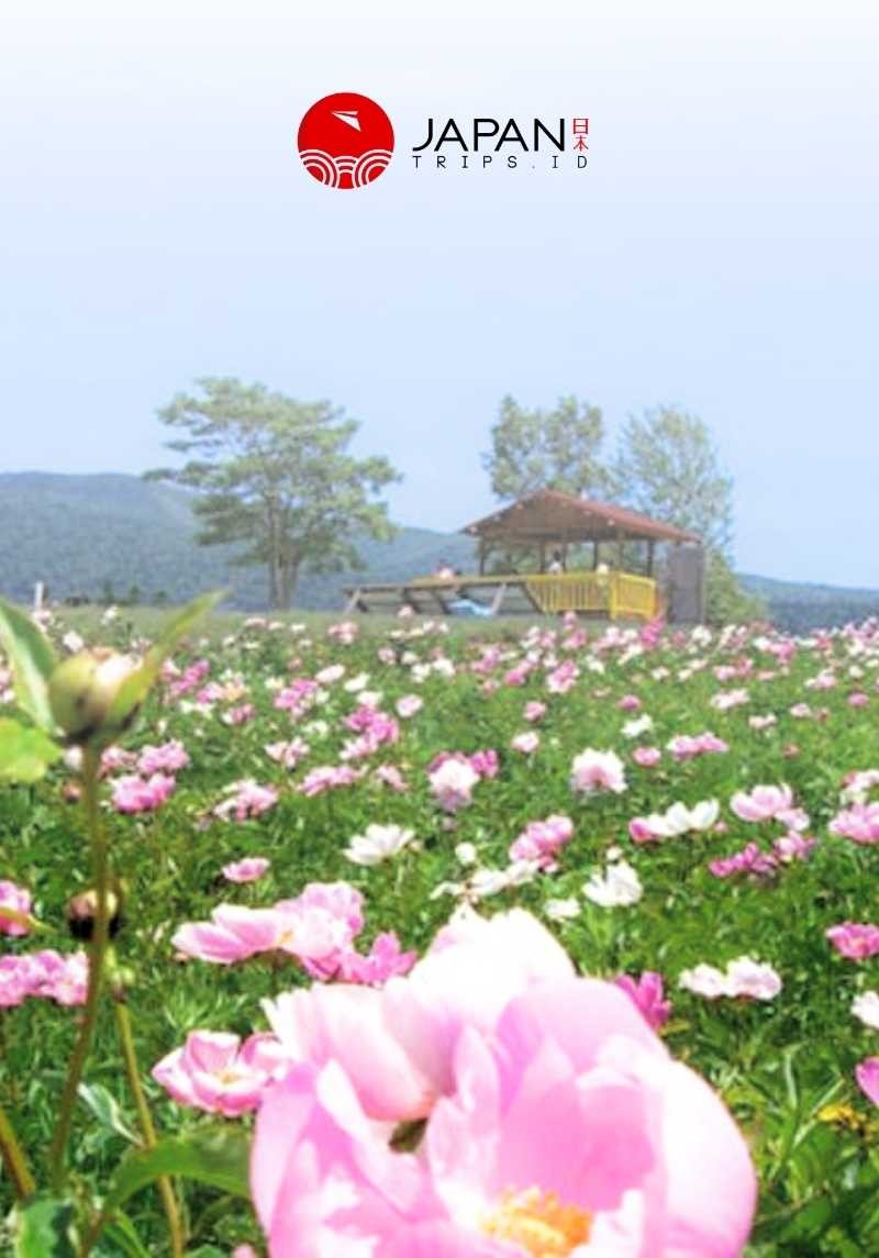 Hokkaido Furano Day Tour – japanlives